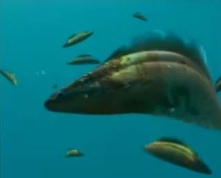 Life Before the Dinosaurs: Haikouichthys.