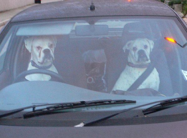 40 Cool dogs driving cars (40 pics) | Amazing Creatures