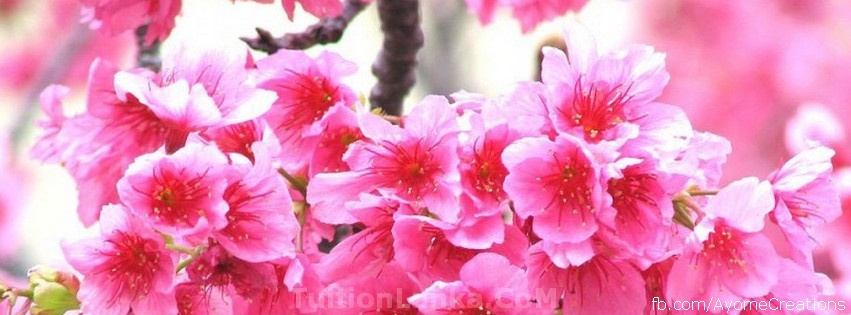 High Quality FaceBook Covers: Flower fb covers photos