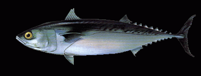 método de la ciencia 2014: Fisiología de un pez