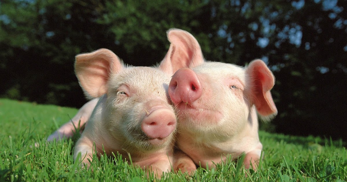 Varkens Achtergronden