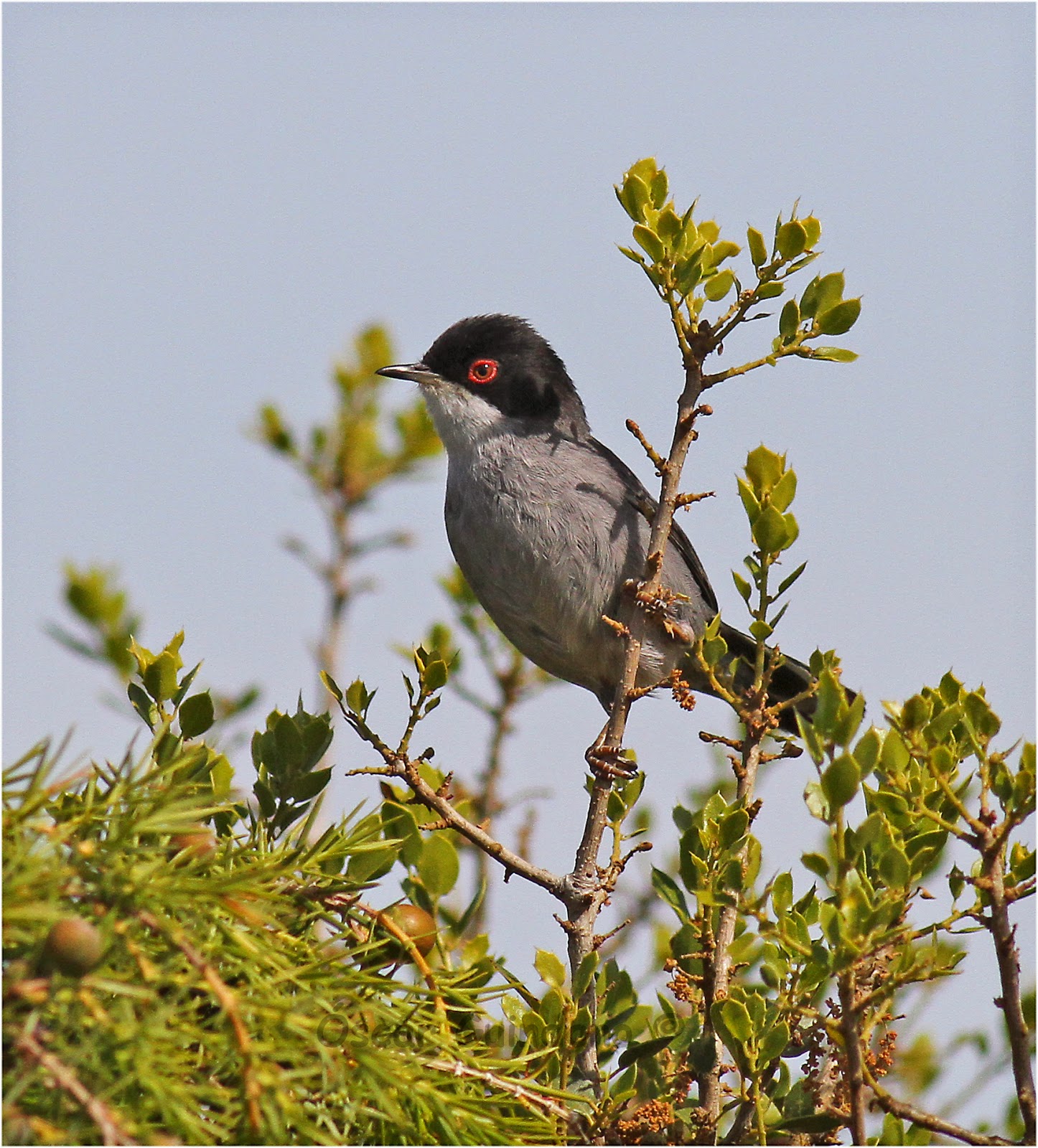 Navarra al natural: Currucas en Pitillas