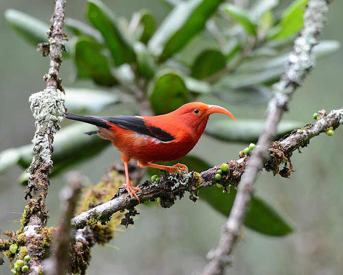 Δρεπανίς - Ορνιθοπανίδα