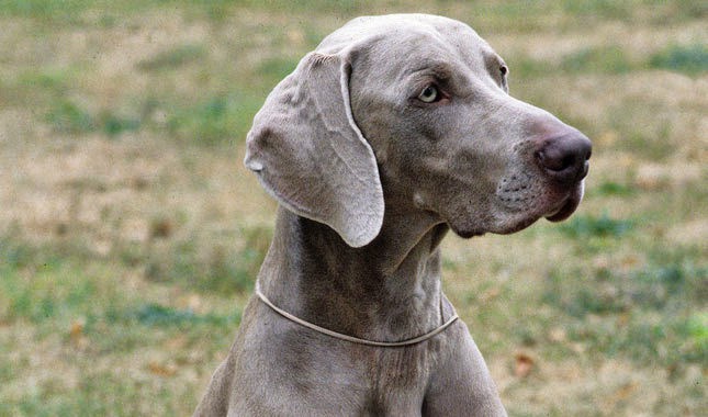 dog side stories: Weimaraner ( Βαϊμαράνερ )