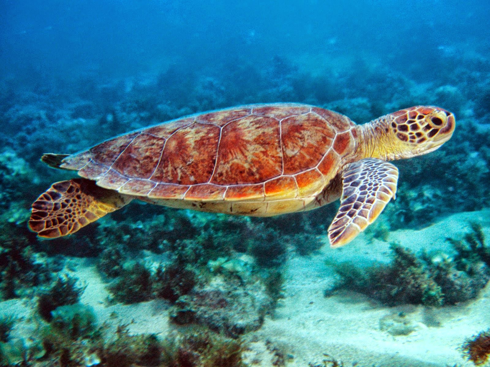 Sea Turtle - HD Wallpapers | Earth Blog