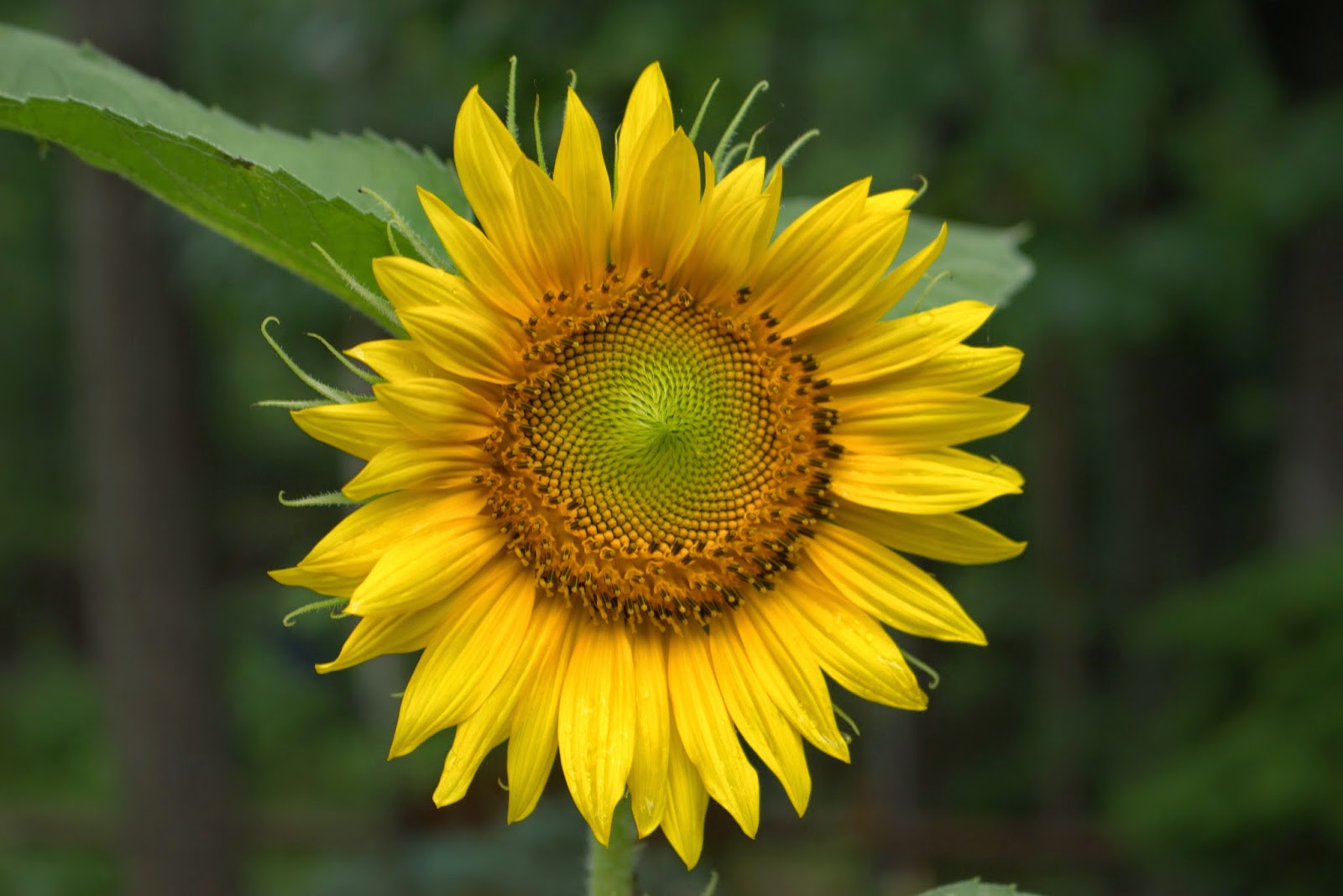 All Things Ming: Summer's Splendor