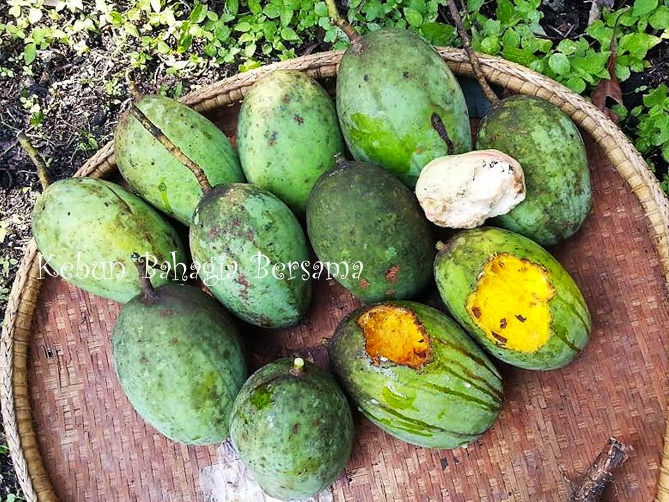 Kebun Bahagia Bersama: Kuinin atau Kuini?