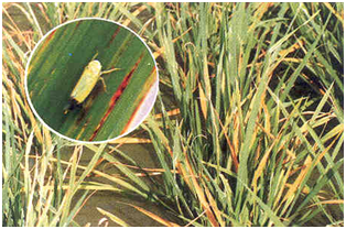 PENYAKIT TUNGRO PADA TANAMAN PADI ~ Menebar Manfaat degan Ilmu