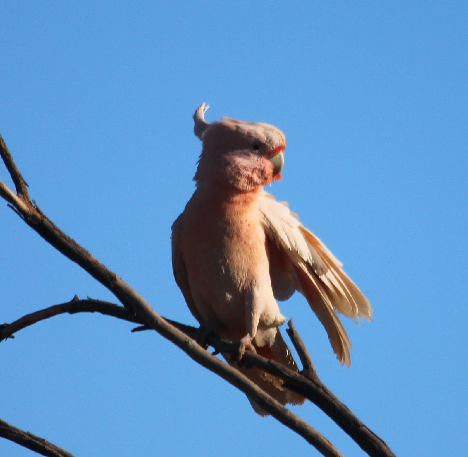 Richard Waring's Birds of Australia: Mulga Parrots, Major Mitchell ...
