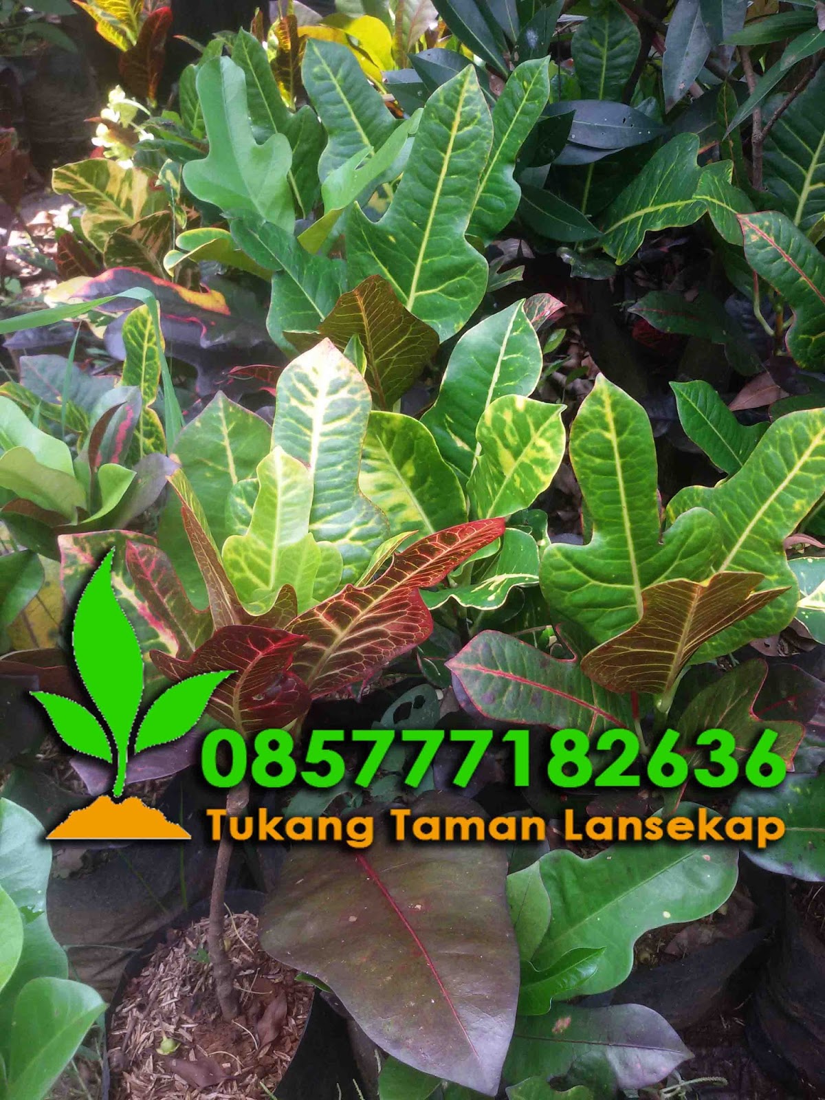 JUAL ANEKA MACAM TANAMAN PURING | JUAL POHON PURING HIAS | TUKANG TAMAN ...
