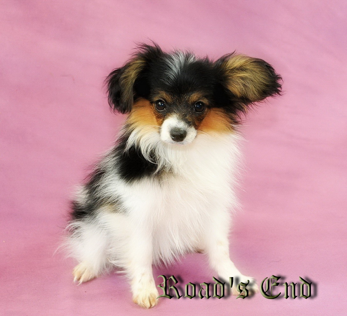 Road's End Papillons : 4 Months old Papillon Puppies