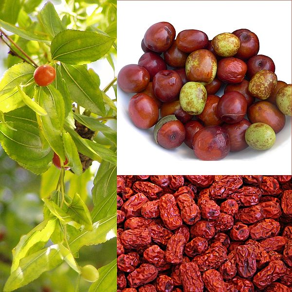 Las plantas y sus usos: Azufaifo