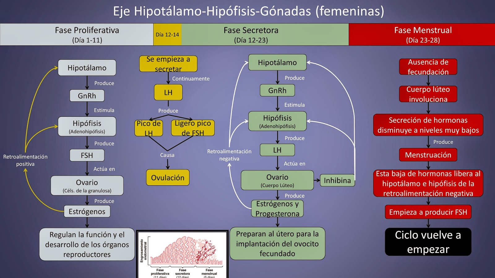 Fisiología Básica - Gabriel Olmeda: Sistema Endocrino - Gónadas
