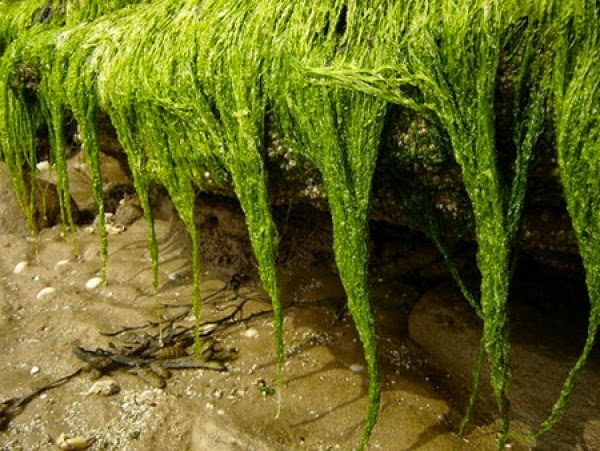 Pentru Suflet: Algele marine – medicamentul-minune anticelulitic