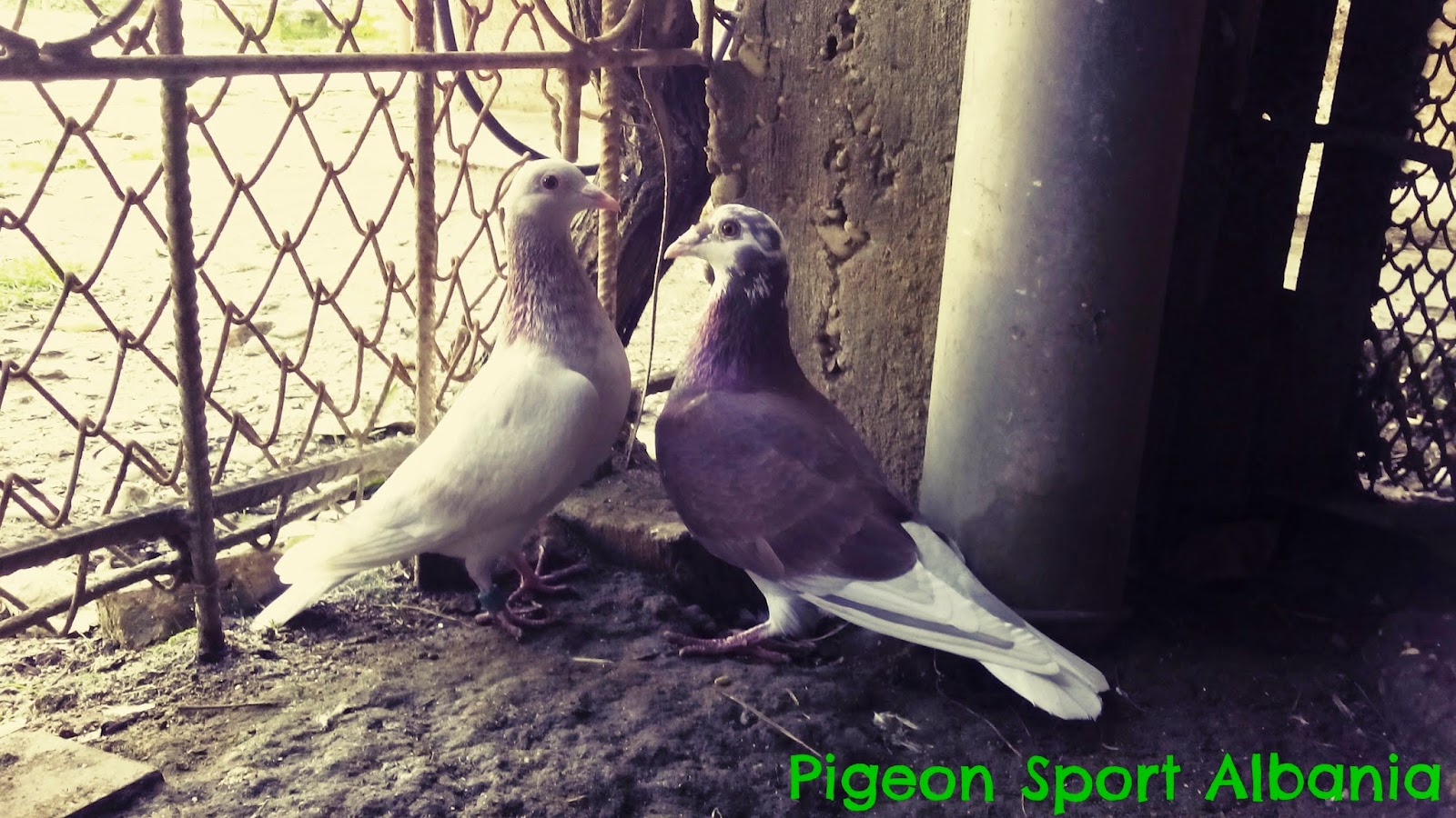 PIGEON SPORT ALBANIA: Pigeon Sport Albania (Pellumba)