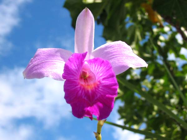 La orquídea, flor nacional: Flor Nacional de Venezuela..