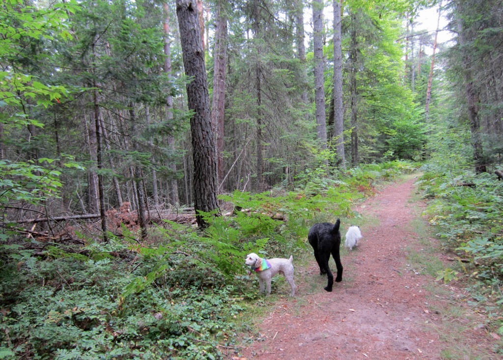 Windswept Adventure: Chapter 1 - Hike To Grasse Pond, Debar Mountain ...