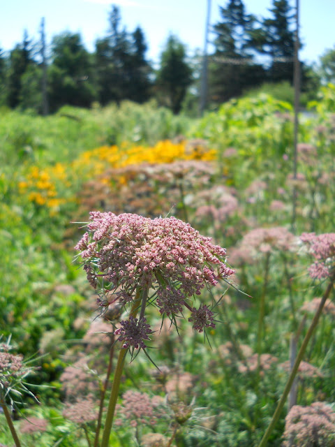 Anemone Times: Chickadee Hill Flowers