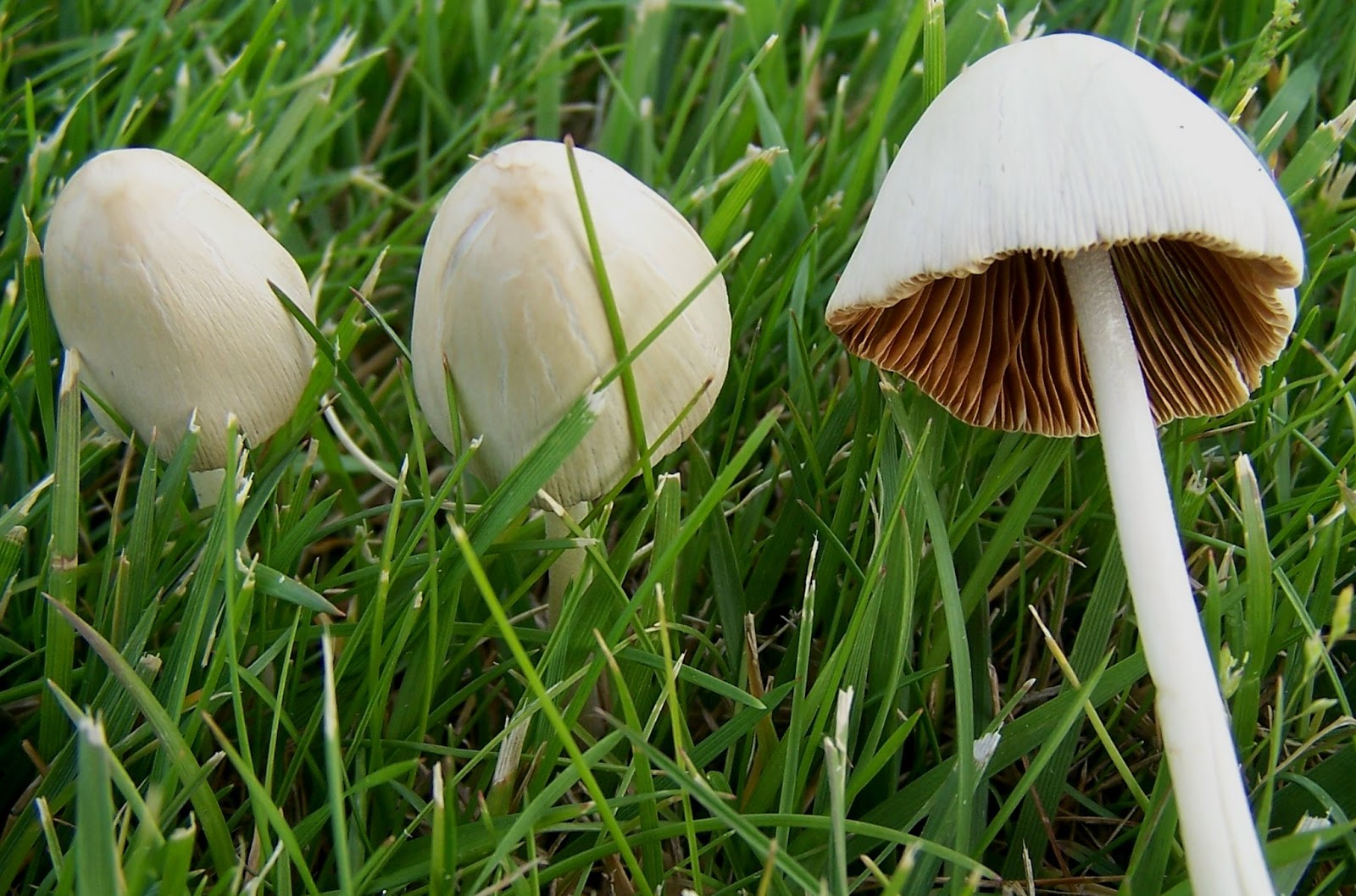 Setas Extremadura : Conocybe Lactea