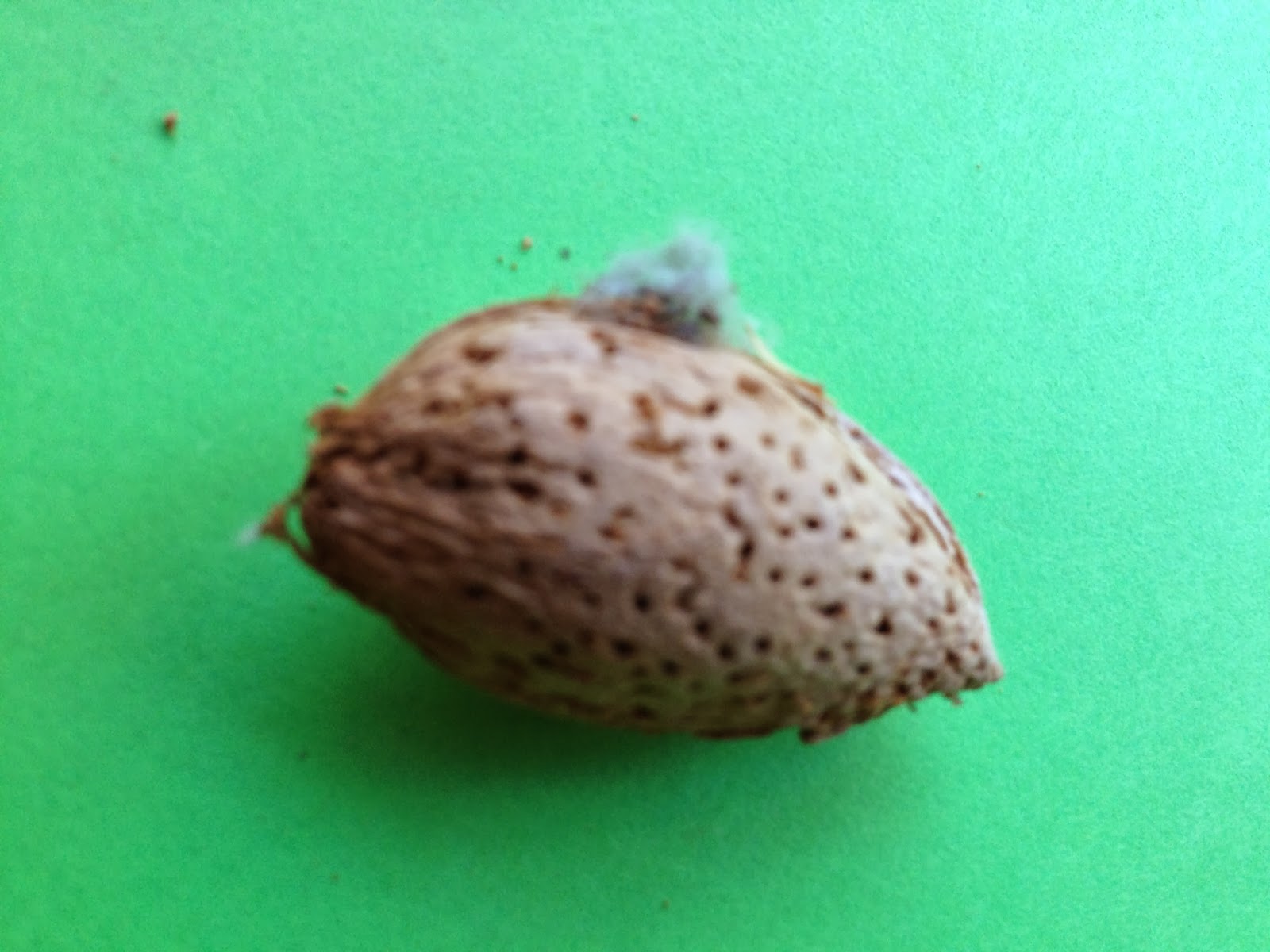 Sustainable Ag: A View from the Field: Almond Crack-out Today Helps ...