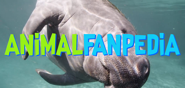 NickALive!: Mobius.Lab Produces 'Nick Jr. Animal Fanpedia' for Nickelodeon