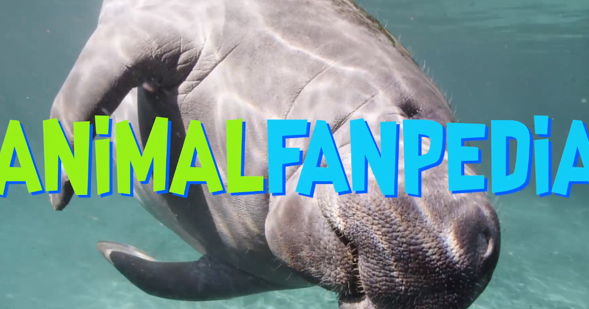 NickALive!: Mobius.Lab Produces 'Nick Jr. Animal Fanpedia' for Nickelodeon