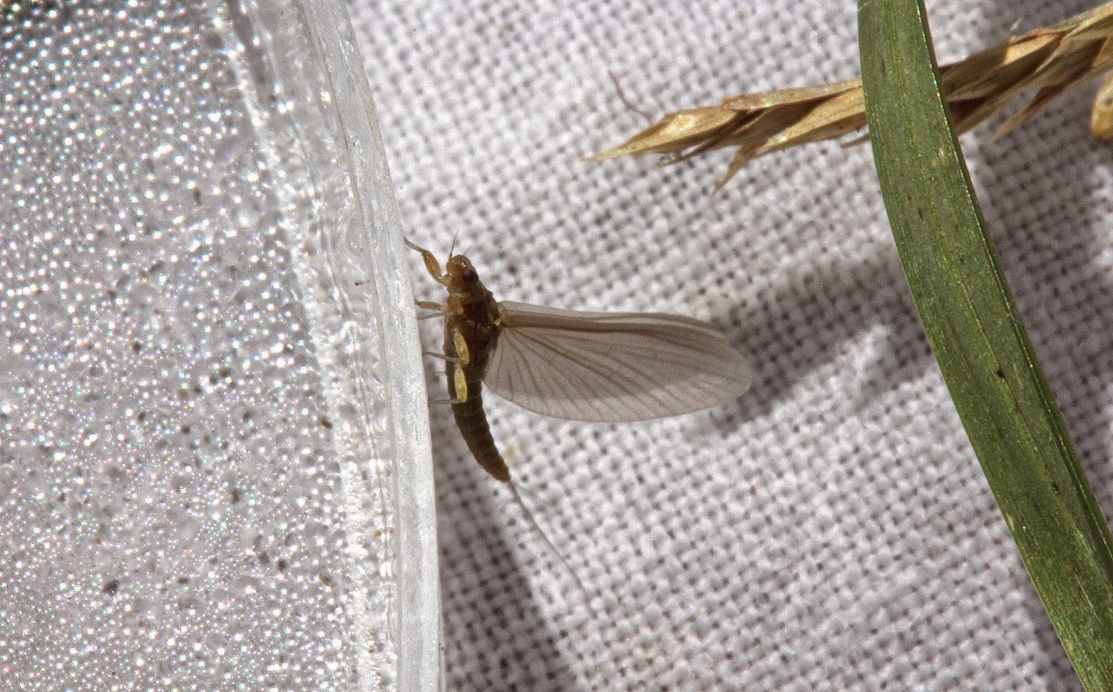 Aquatic Insects of Central Virginia: The "transformation": An ...