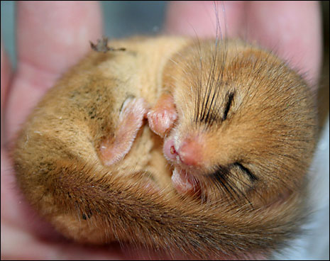 Dormouse | Wildlife Info-Photos 2012 | The Wildlife
