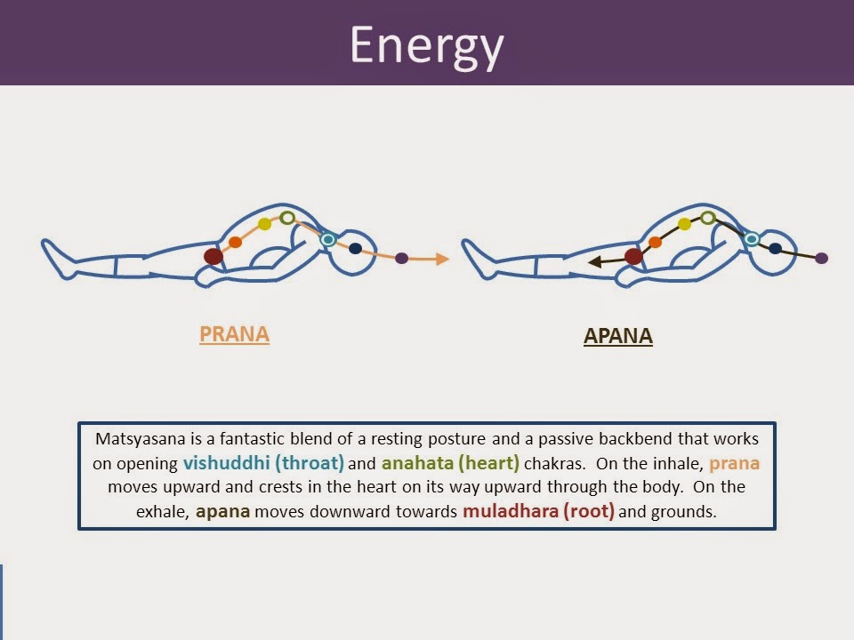 rasa yoga cafe...: Matsyasana Anatomy!