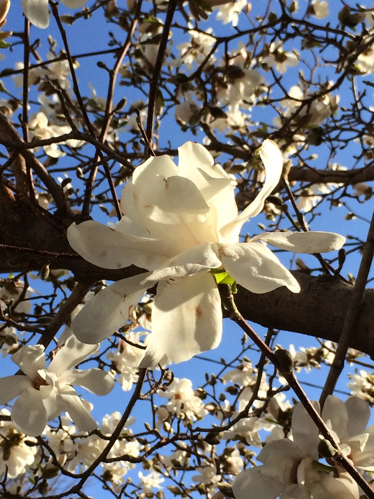 Calamitous Botanicus : Flowers Bloom & Burt Gets to Work