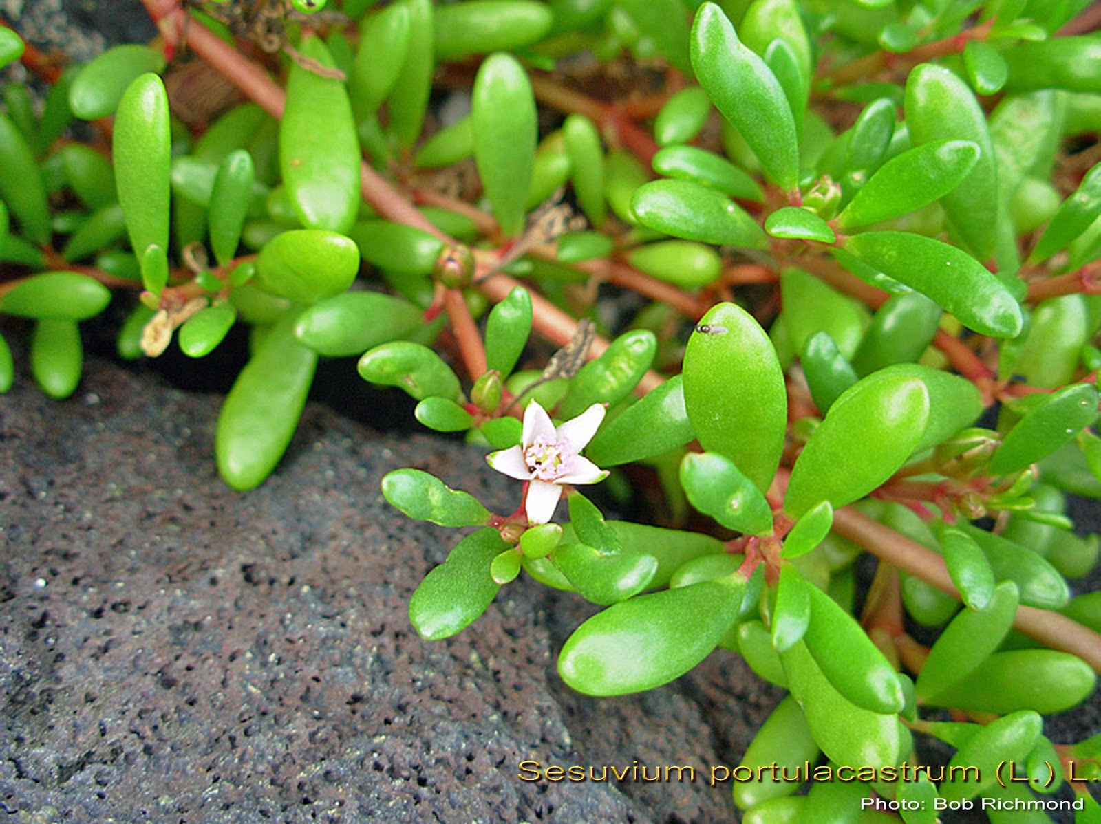 Medicinal Plants: Sesuvium portulacastrum orputu vangaredukura jadu ...