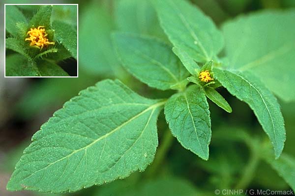 PLANT FAMILIES OF PUERTO RICO AND FLORIDA PAPO VIVES: ASTERACEAE TRIBU ...