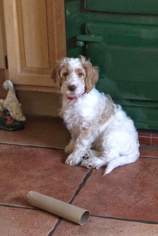 Jukee Doodles : Testimonials