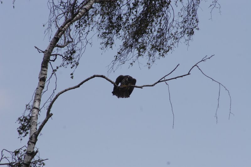 Chinny Nature: Orpheusspotvogel, Boomvalken, Grauwe Klauwieren ...