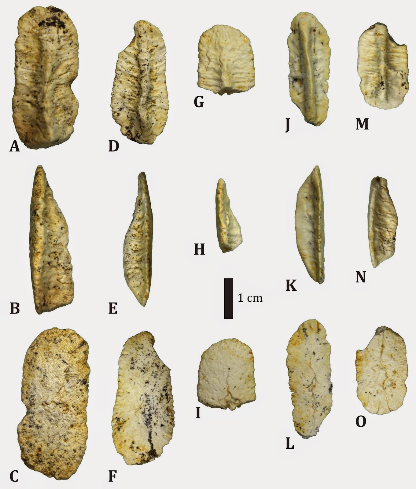 Sciency Thoughts: Teeth and osteoderms of a Sebecosuchian ...