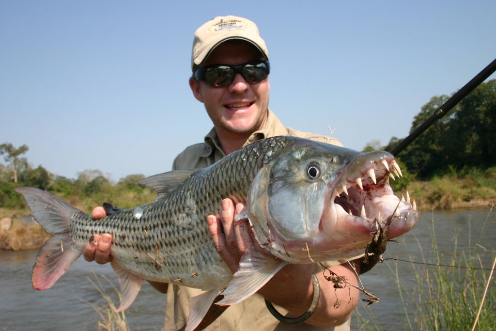 Tigerfish - Fishes