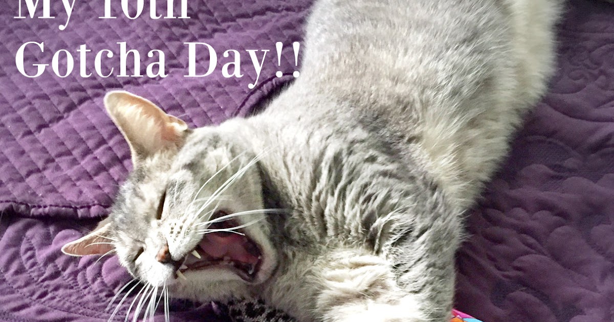 Cat and DOG Chat With Caren: Cody Celebrates His 10th Gotcha Day With A ...