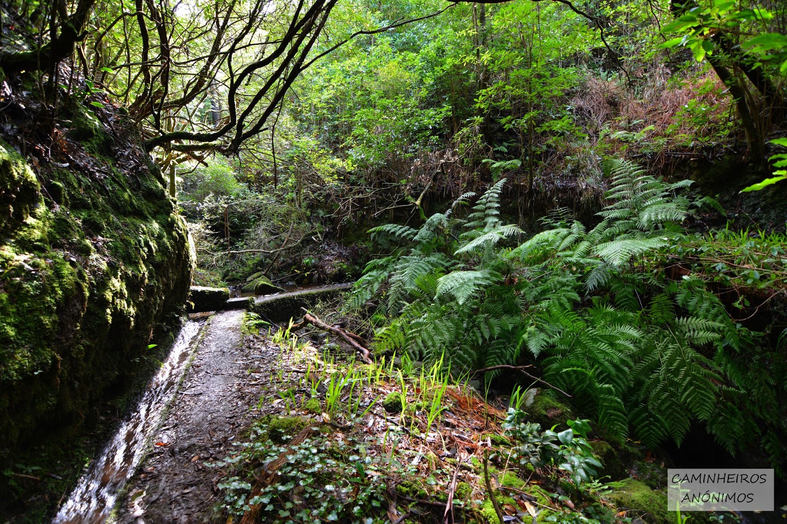 Caminheiros Anónimos Levadas da Madeira : Levada Grande (Achadas da Cruz)