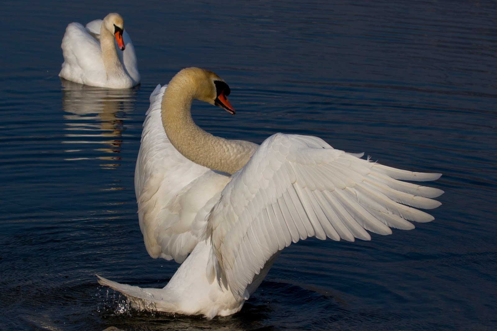 Foto naturalistiche: Cigno reale