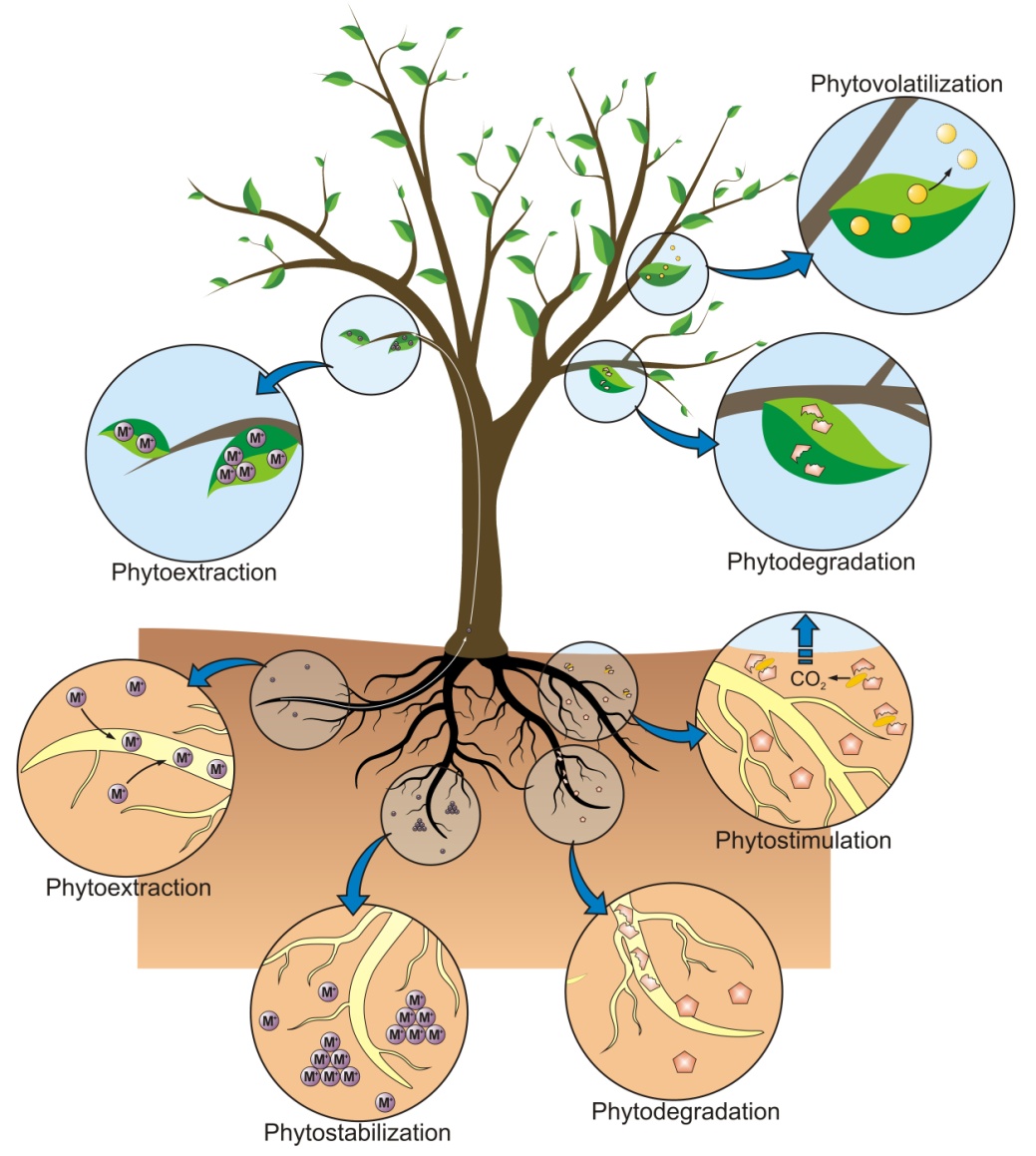 Phytoremediation of explosive