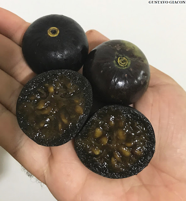 Viveiro Ciprest - Plantas Nativas e Exóticas: Puruí ou Marmelada do ...