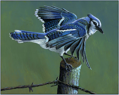 Paul Wolber Art Studio: Blue Jay - Soft Landing painting of a Blue Jay ...