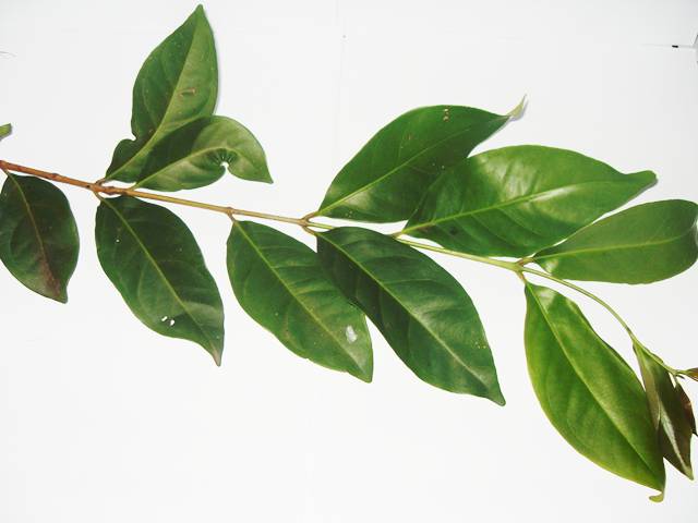 Always A. B. C. La ( ^ _ ^ ): Tanaman Salam (Syzygium polyanthum (Wight ...