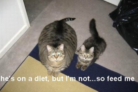 funny fat cats