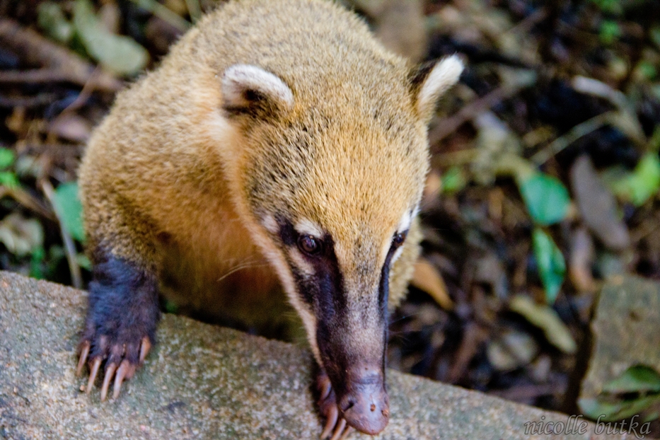 guati guati *-* | Clicando Fotos