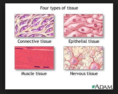 Kennedy Clan Science: Tissue Types