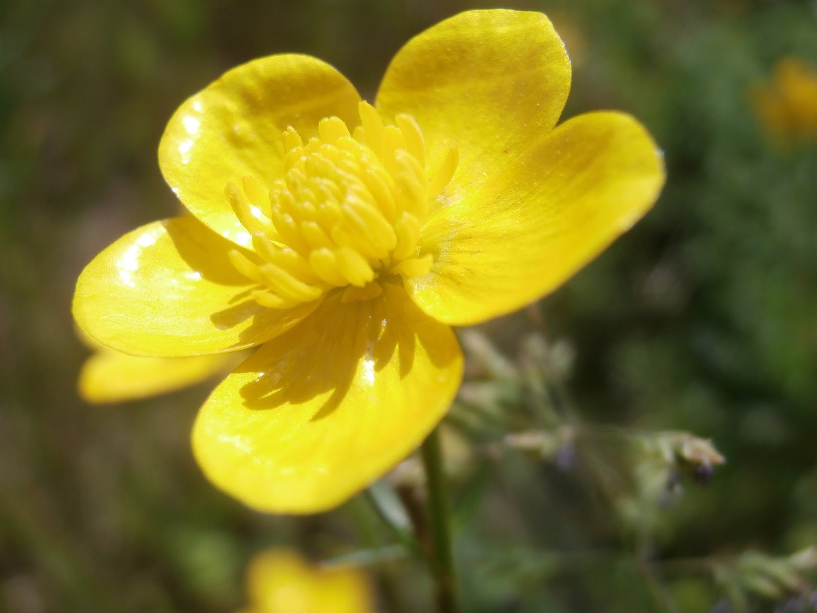 De natura: Réti boglárka (Ranunculus acris)