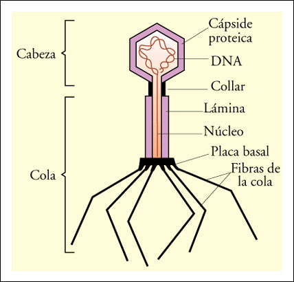 .Más allá de la Biología.: .Virus, viroides y priones.
