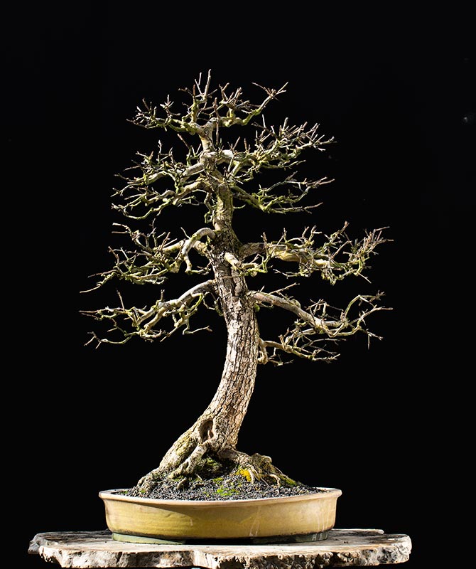 Walter Pall Bonsai Adventures: Wild Pear without foliage