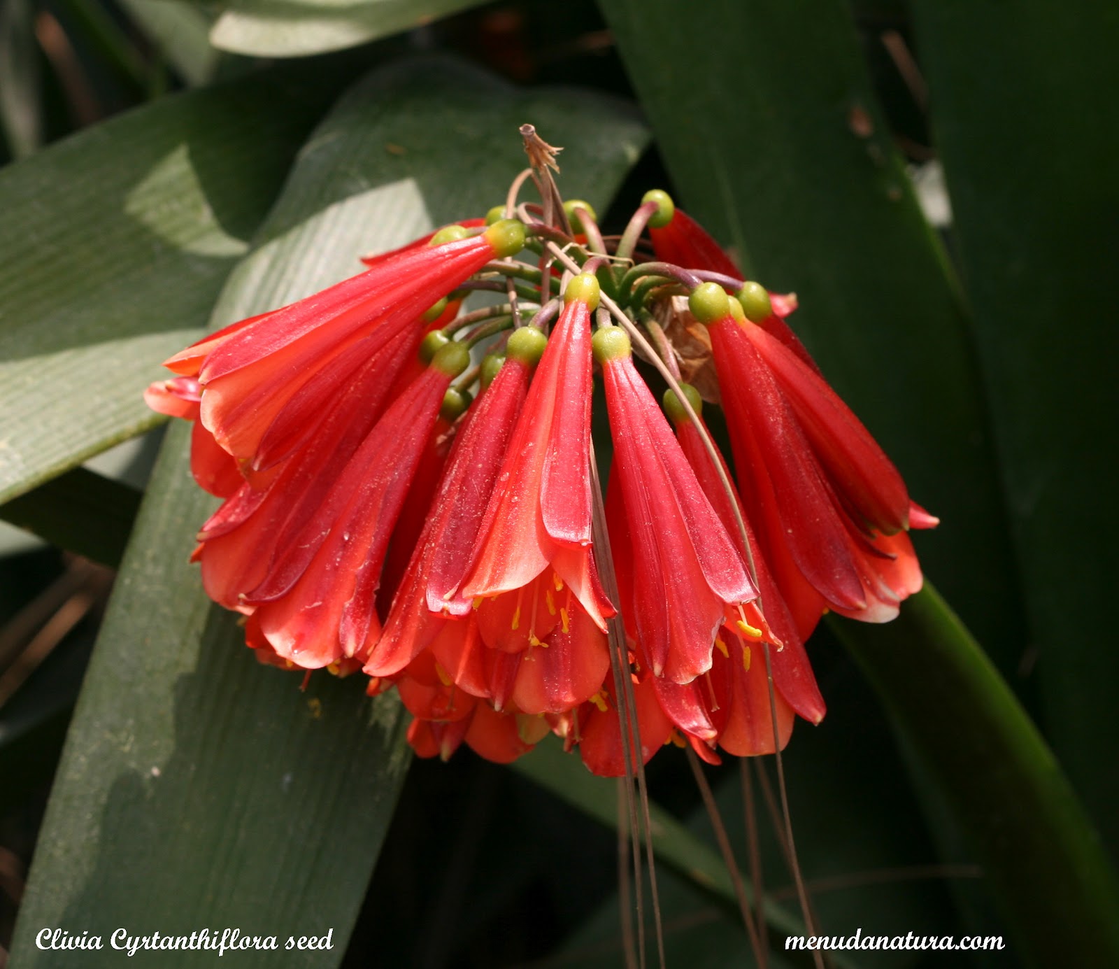El Jardí de Menuda Natura: Clivia